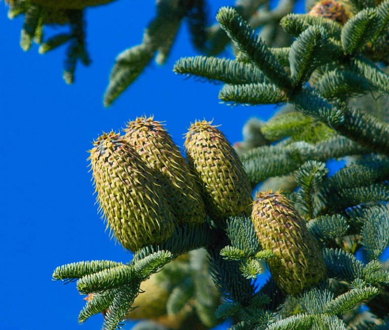 Noble Fir: Stunning Evergreen that Serves a Vital Ecological Role