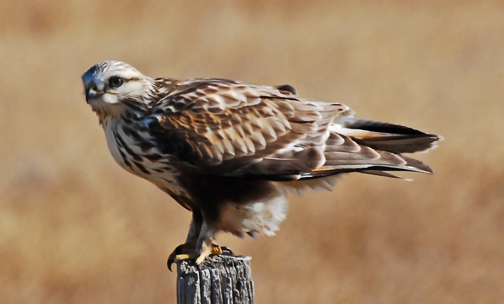 Rough-Legged Hawk is an Expert Hunter with Feathered Legs