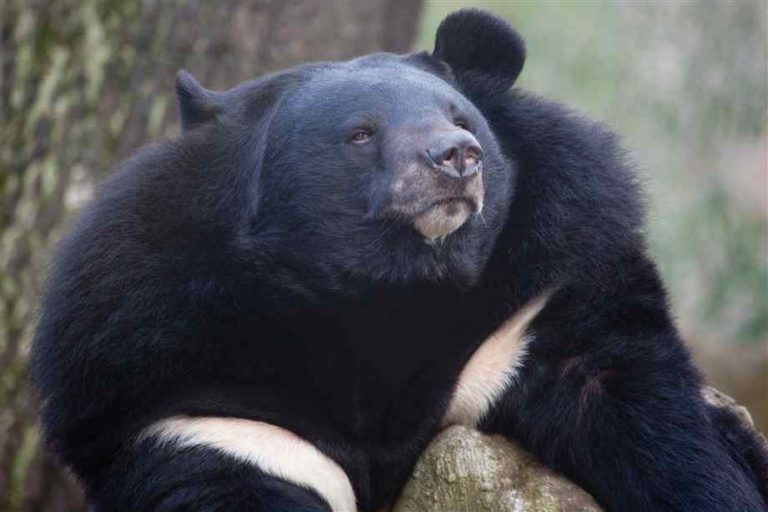Asian Black Bear (Moon Bear) - Coniferous Forest
