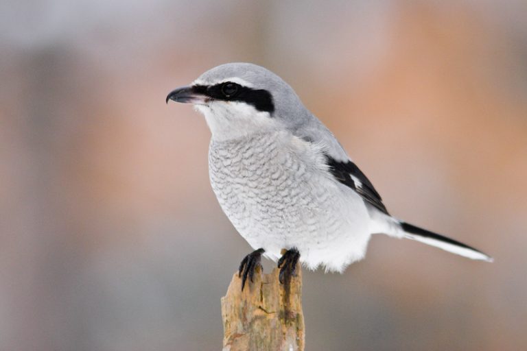 Northern Shrike: Powerful Predator with Territorial Behavior