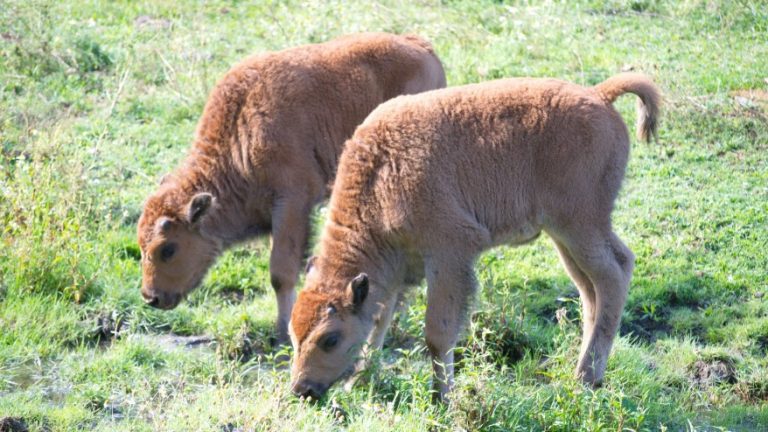 Wood Bison: North America's Largest Mammal