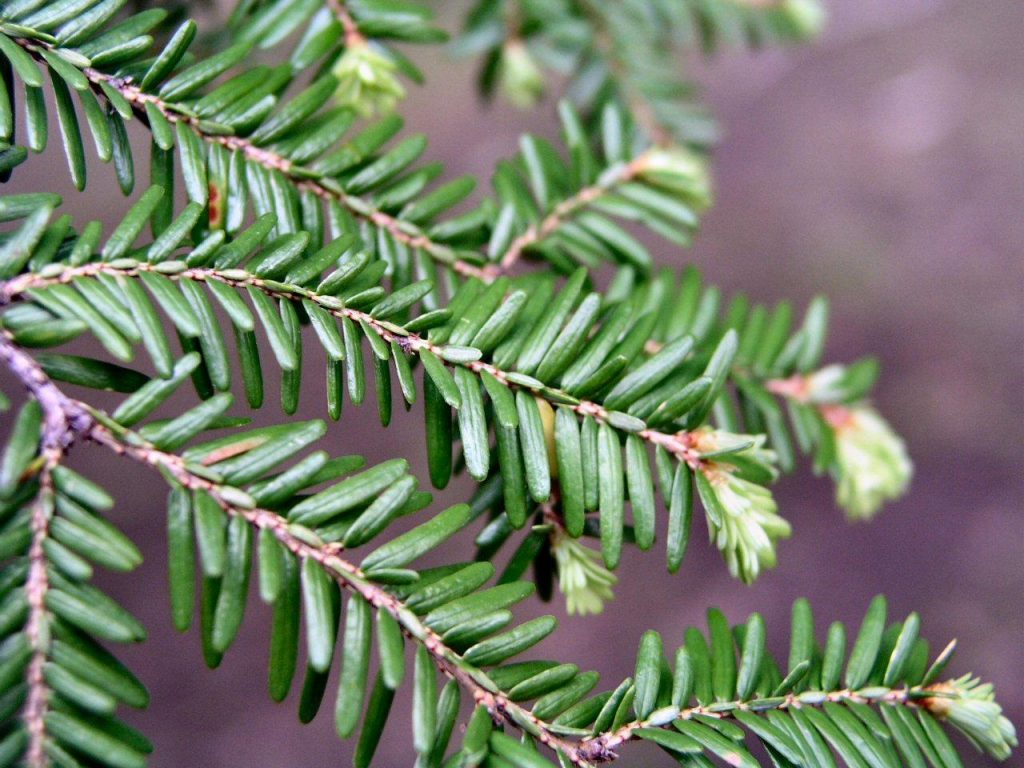 Eastern Hemlock: Unique Foliage & Historical Significance