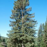 Sitka Spruce: Towering Coastal Tree with Historical Significance