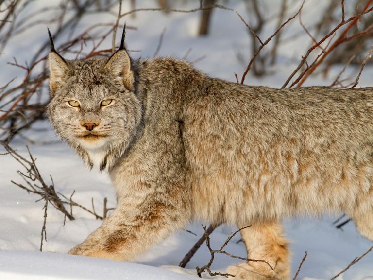 Canada Lynx: Elusive Predator with Competitive Advantage