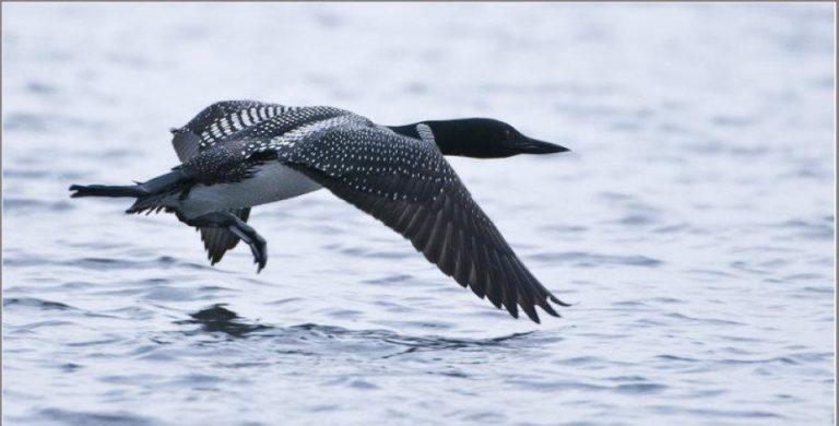 Common Loon - Coniferous Forest