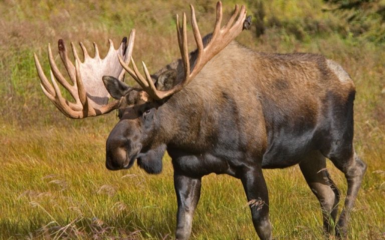 Alaskan Moose Facts, Distribution, Habitat, Size, Pictures