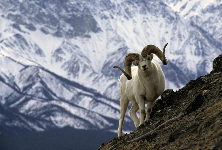 Dall Sheep Facts, Size, Color, Diet, Habitat, and Pictures