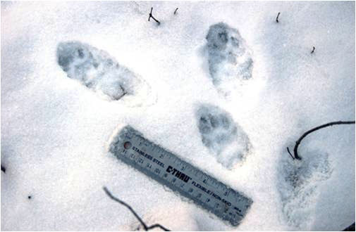 Marten Tracks