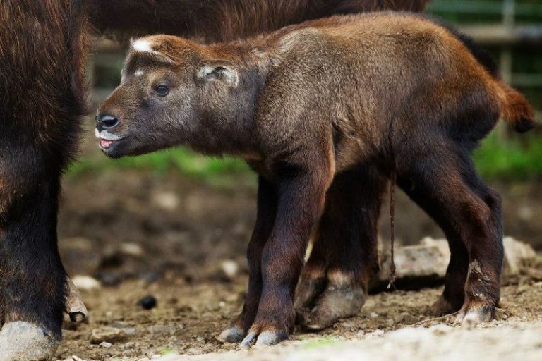 Takin: Resilient Himalayan Ungulate with Unique Adaptations