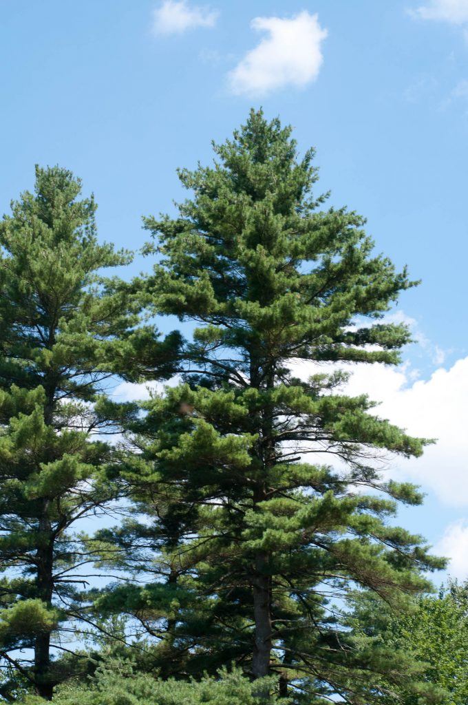 Eastern White Pine: Majestic Tree with Historical Significance