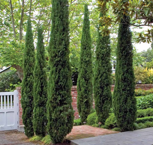 Italian Cypress Tree Facts Cultivars Growth Rate Pictures Italian Cypress Tree Facts Cultivars Growth Rate Pictures