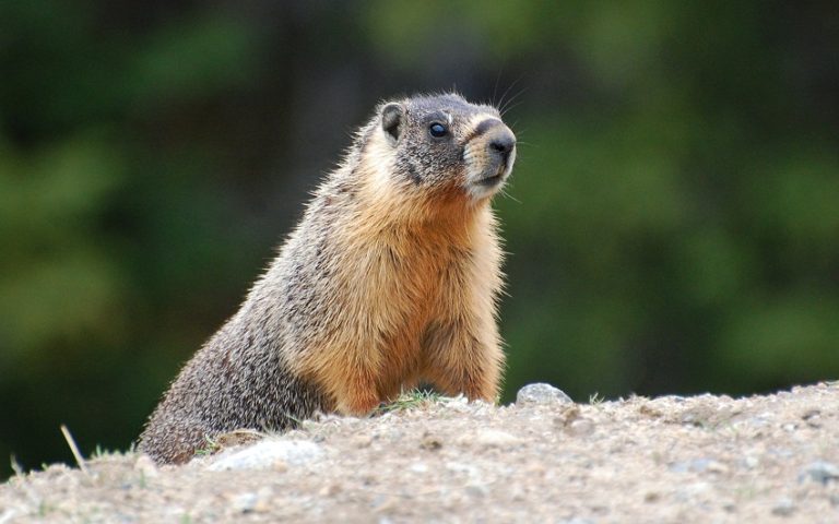 Yellow Bellied Marmot (Rock Chuck) Facts, Habitat, Diet, Pictures