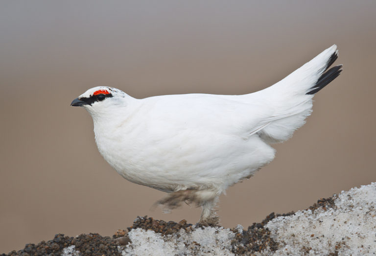 Rock Ptarmigan Facts, Distribution, Adaptations, Pictures