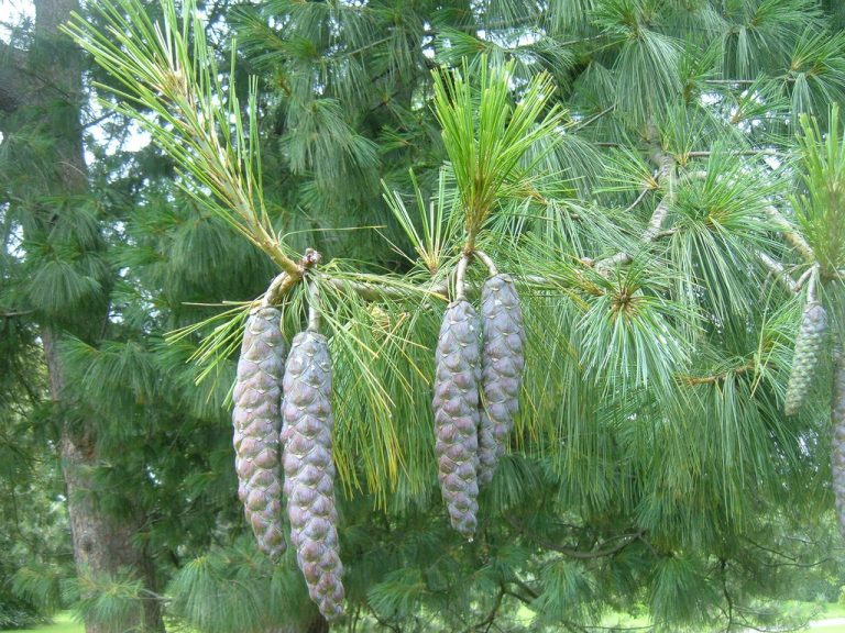 Blue Pine Facts, Distribution, Growth Rate, Uses, Pictures
