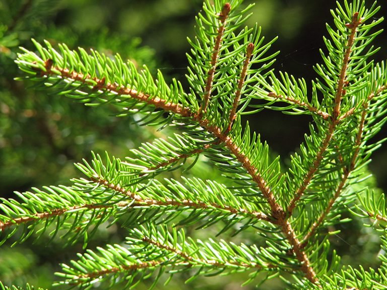 Red Spruce Tree Facts, Identification, Range, Uses, Pictures