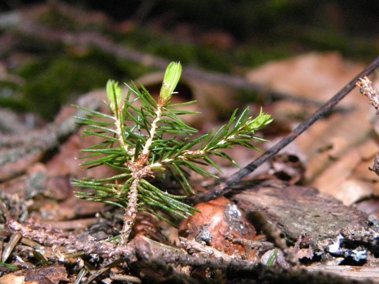 Red Spruce Tree Facts, Identification, Range, Uses, Pictures