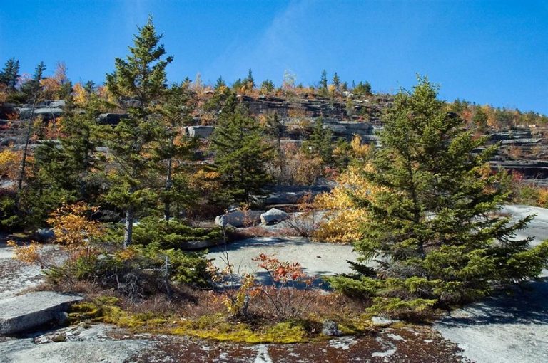 Red Spruce Tree Facts, Identification, Range, Uses, Pictures