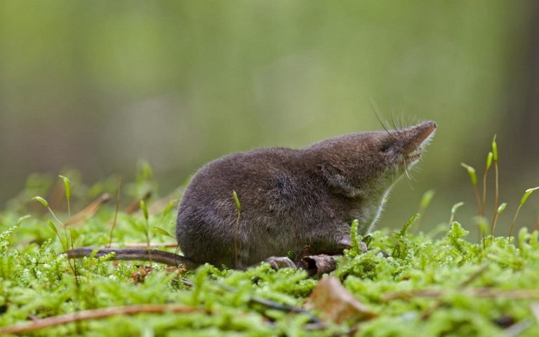 Arctic Shrew: Solitary Mammal with Unique Survival Adaptations
