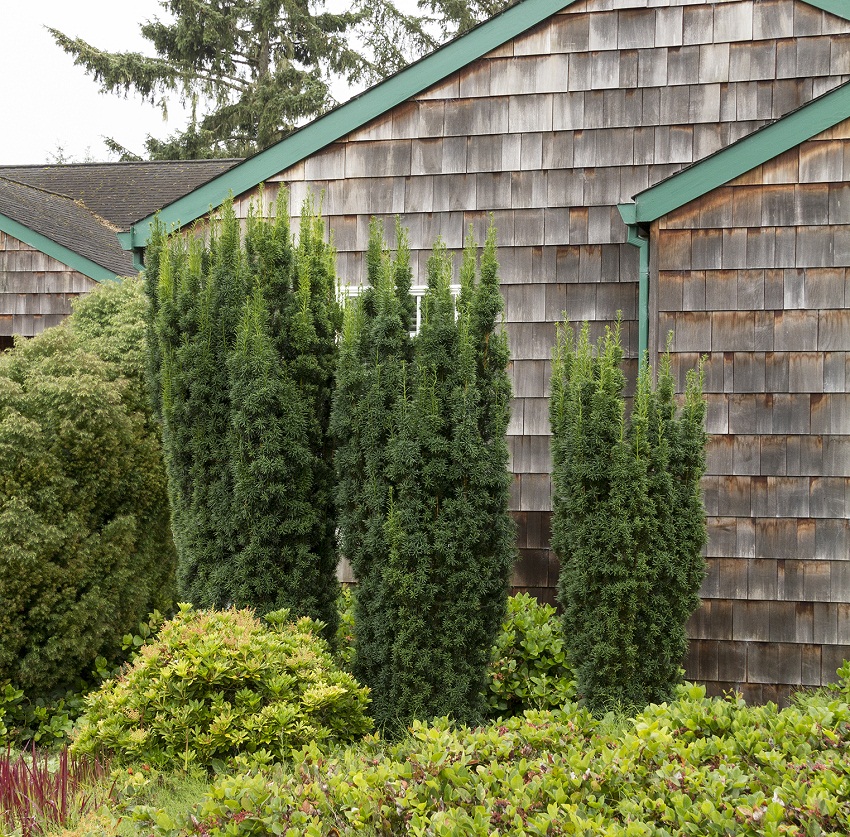 Hick’s Yew Facts, Growth Rate, Conditions, Problems, Pictures