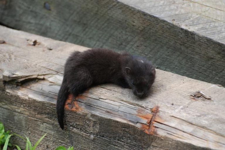 American Mink Facts, Habitat, Diet, Pictures - Coniferous Forest