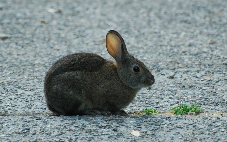 Brush Rabbit Facts, Distribution, Habitat, Diet and Pictures