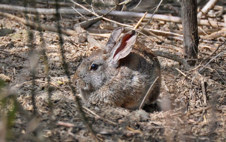 Brush Rabbit Facts, Distribution, Habitat, Diet and Pictures