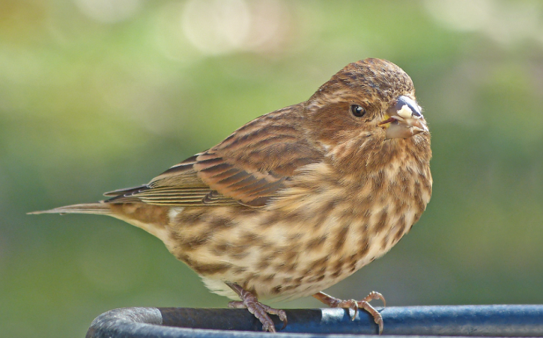 Purple Finch Facts, Habitat, Sounds, Diet, and Pictures