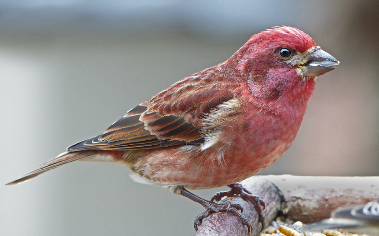 Purple Finch Facts, Habitat, Sounds, Diet, and Pictures