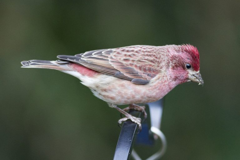 Purple Finch Facts, Habitat, Sounds, Diet, and Pictures