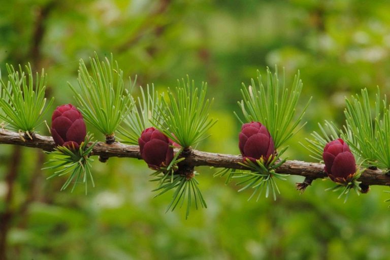 Tamarack Facts, Growth Rates, Lifespan, Pictures