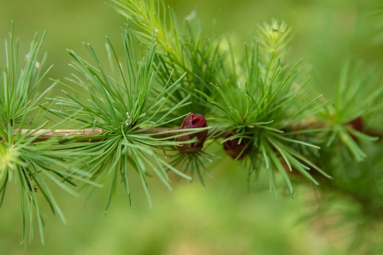 Tamarack Facts, Growth Rates, Lifespan, Pictures