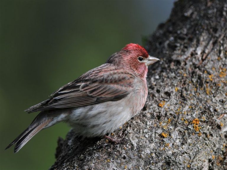 Cassin's Finch Facts, Male and Female Descriptions, Habitat, and Pictures