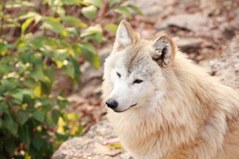 Tibetan Wolf Facts, Habitat, Behavior, Lifespan and Pictures