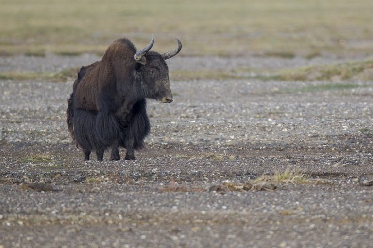 Wild Yak: Majestic Mountain Mammal with Unique Adaptations