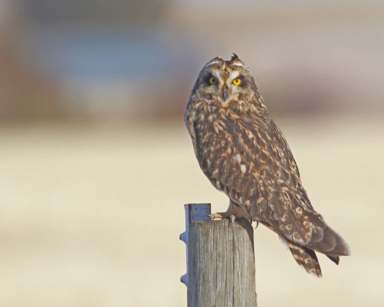 Short-eared Owl Facts, Distribution, Habitat, Call, Pictures)