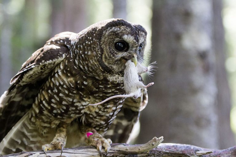 Spotted Owl Facts, Distribution, Habitat, Call, Diet, Pictures