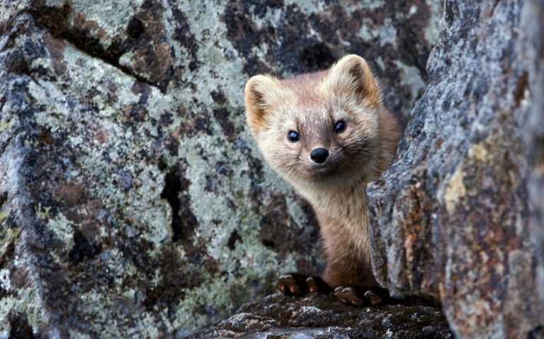 Sable: Stealthy Forest Predator with Unique Hunting Skills