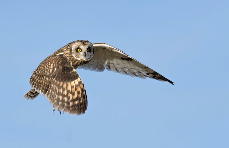 Short-eared Owl Facts, Distribution, Habitat, Call, Pictures)