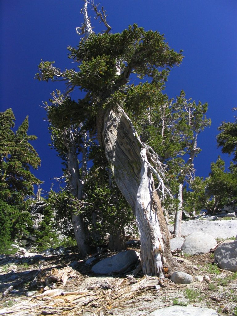 Foxtail Pine Facts, Distribution, Identification, and Pictures