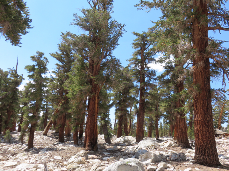 Foxtail Pine Facts, Distribution, Identification, and Pictures