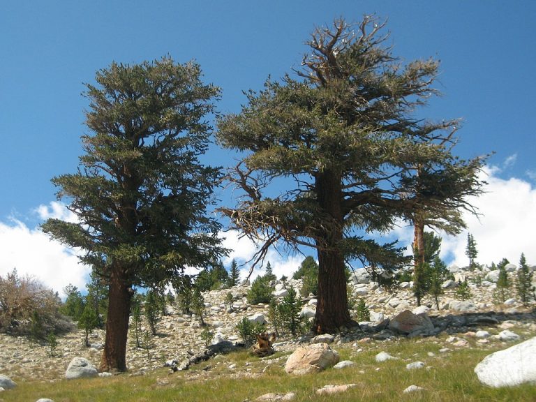 Foxtail Pine Facts, Distribution, Identification, and Pictures
