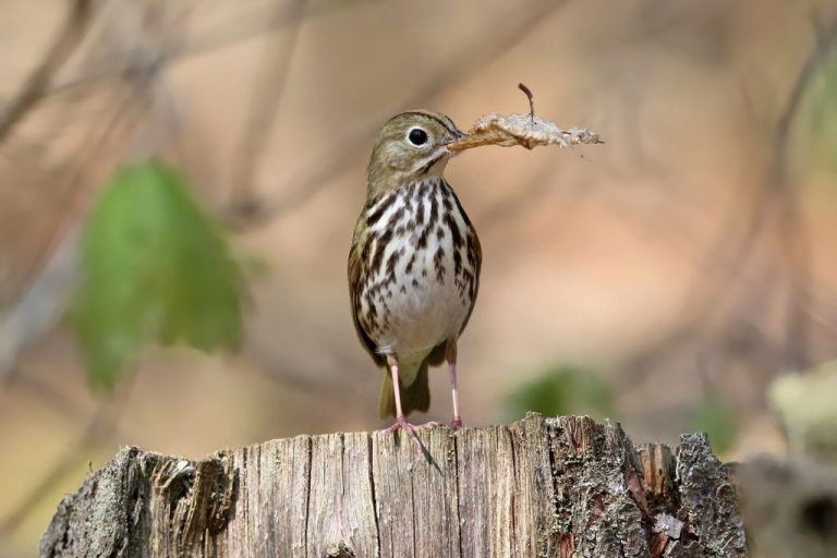 Ovenbird Facts, Distributions, Range,