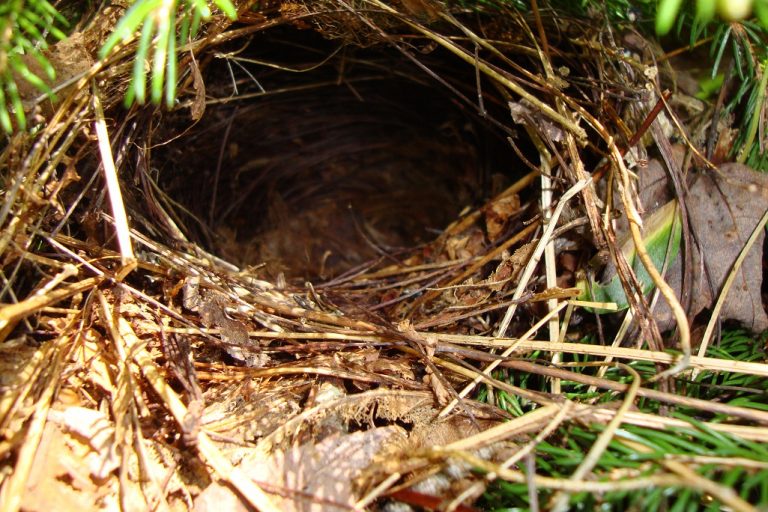 Ovenbird Facts, Distributions, Range,