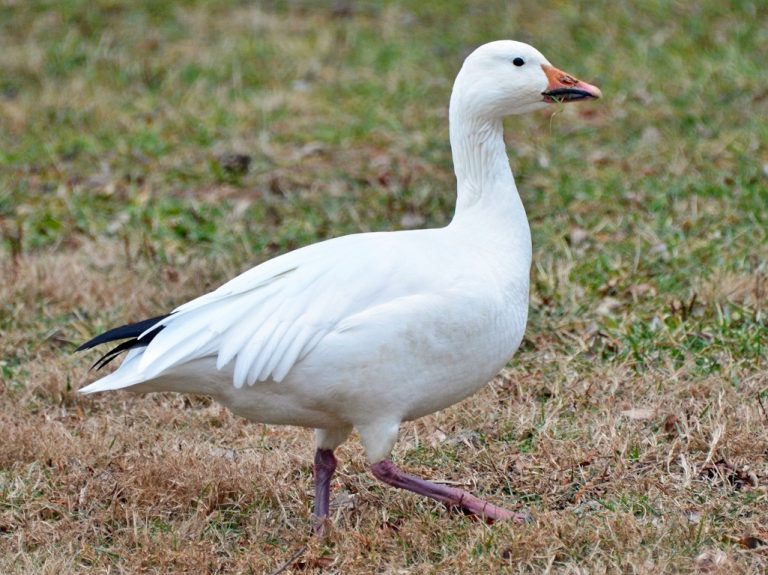 Snow Goose: Migratory Bird with Unique Color Morphs