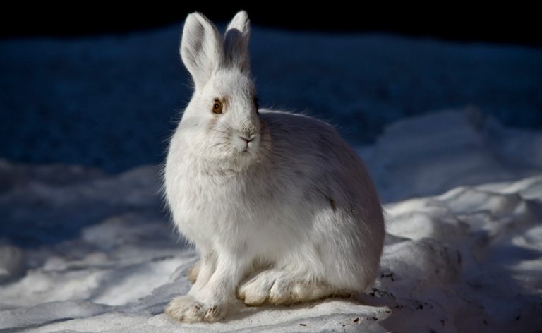 Snowshoe Hare: Agile Mammal with Seasonal Camouflage