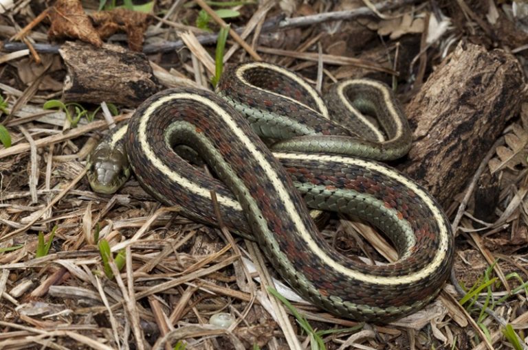Western Terrestrial Garter Snake: Highly Versatile Predator Western Terrestrial Garter Snake: Highly Versatile Predator