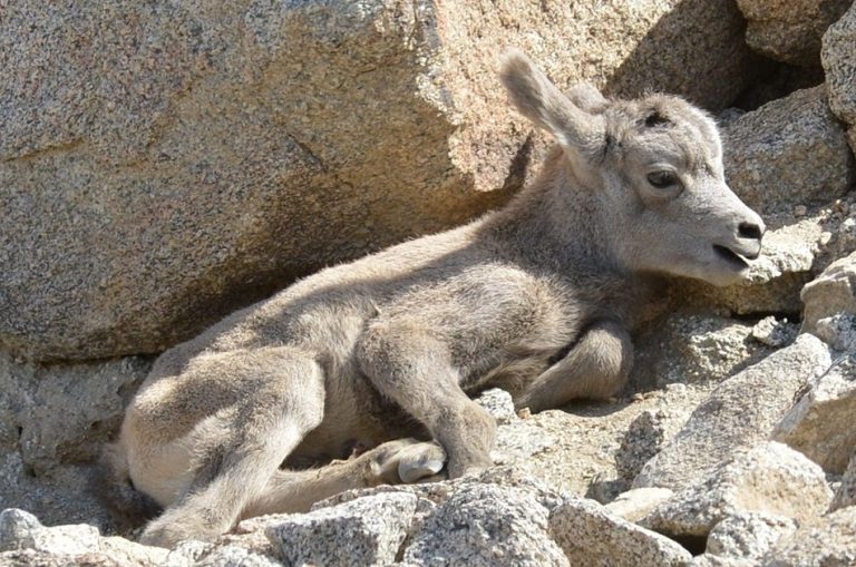 Bighorn Sheep: Majestic Mountain Dwellers