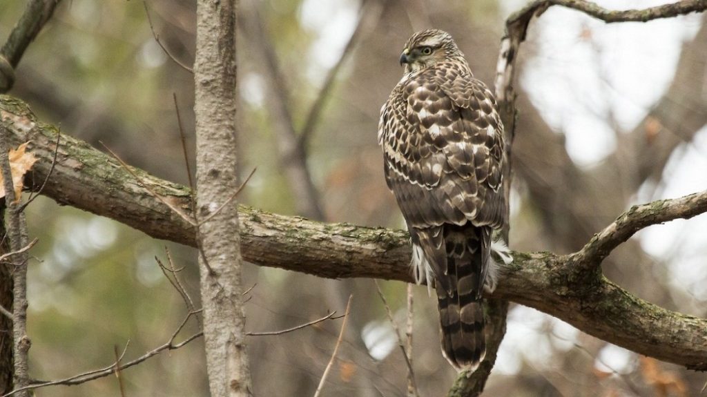 Northern Goshawk Facts, Distribution, Diet, Lifespan, Pictures