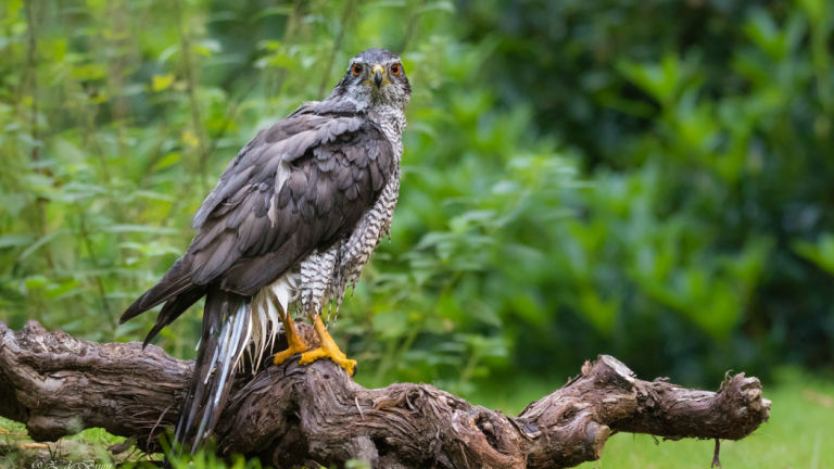 Northern Goshawk Facts, Distribution, Diet, Lifespan, Pictures