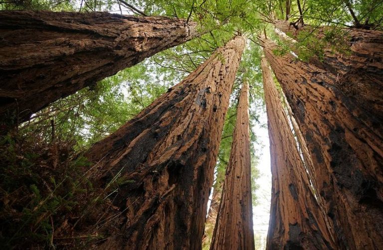 California Redwood Facts, Growth Rates, Distribution, Pictures